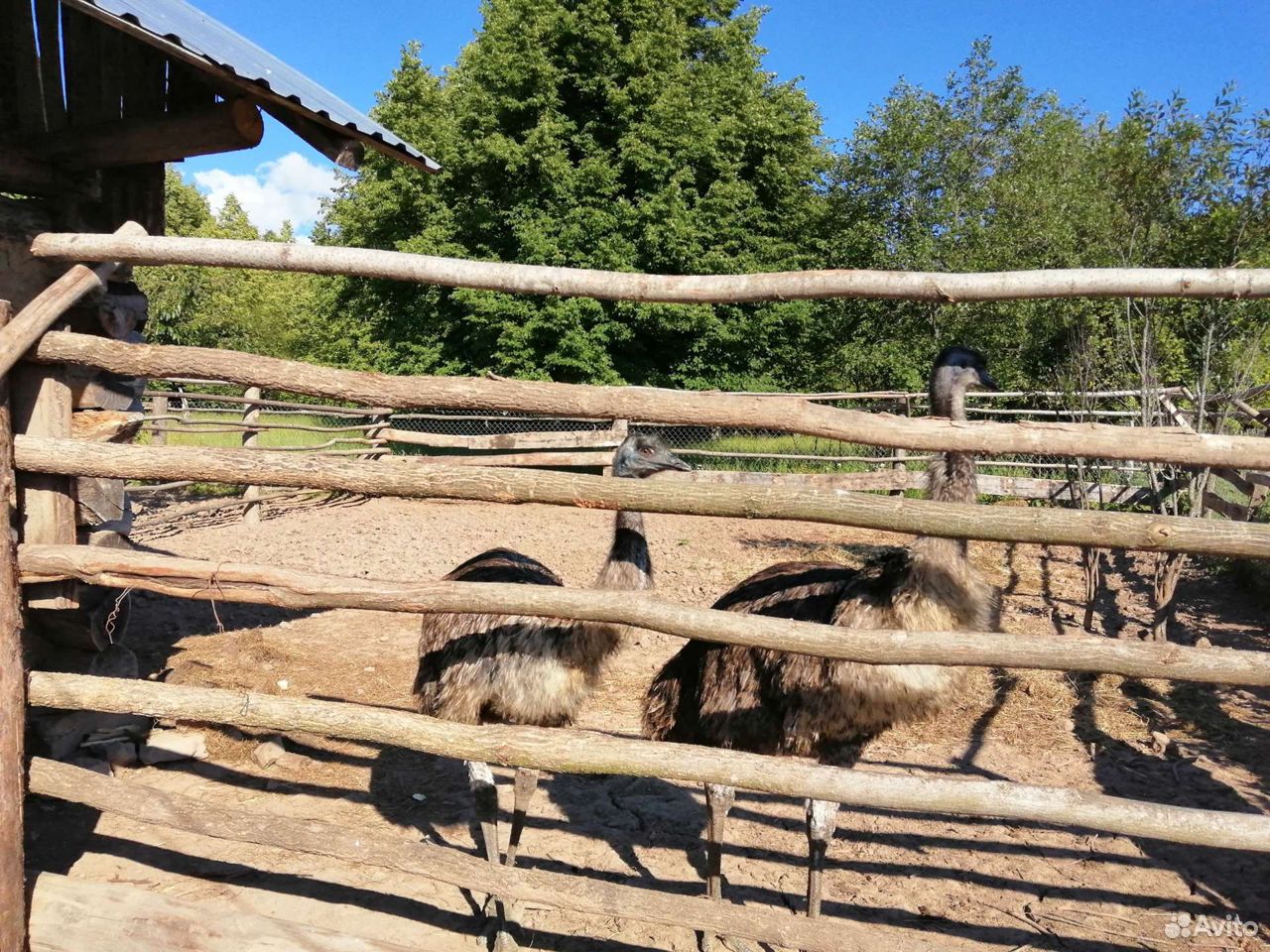 Продам страусов