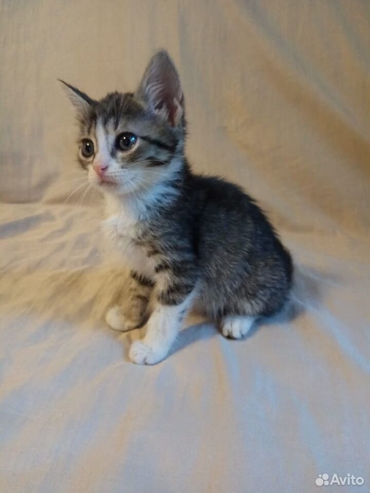 Тигруля ждёт хозяина