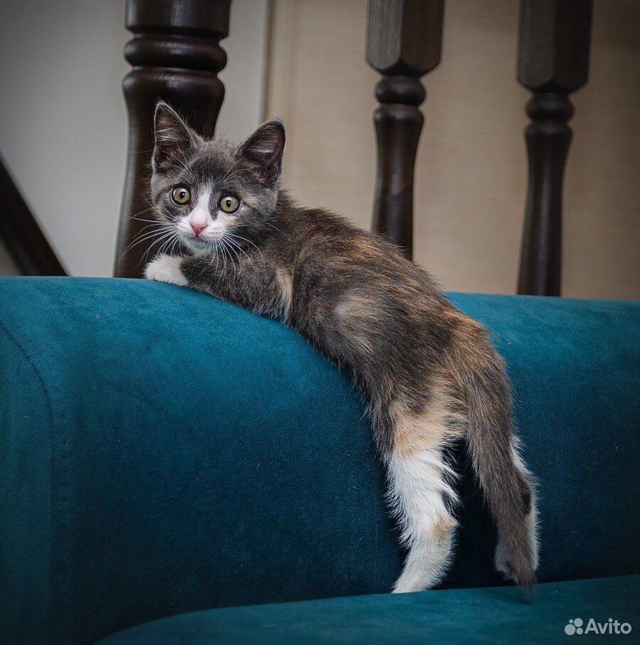 Знакомьтесь, это Пуговка