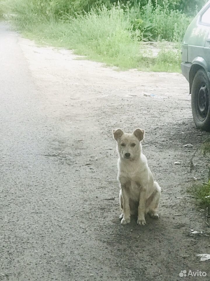 Маленькая собака