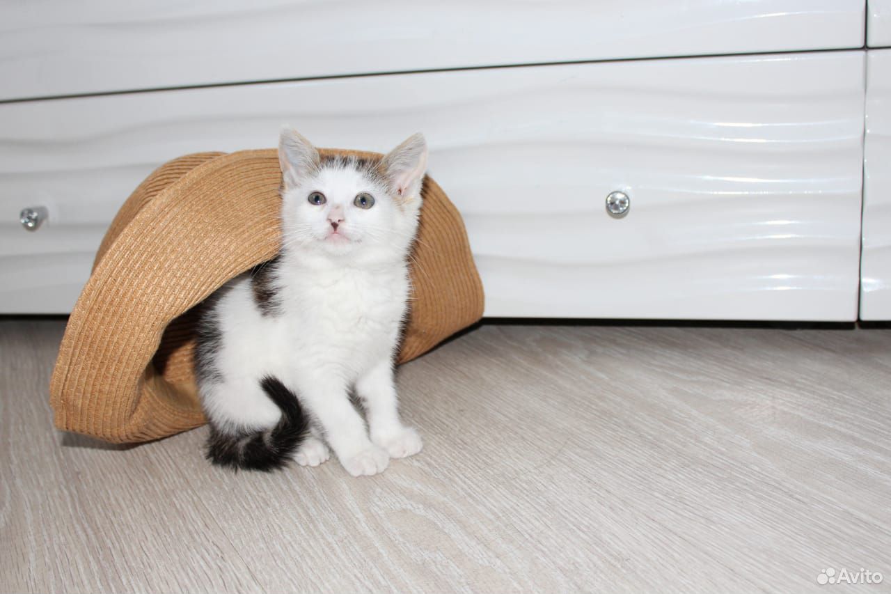 Стефан в дар