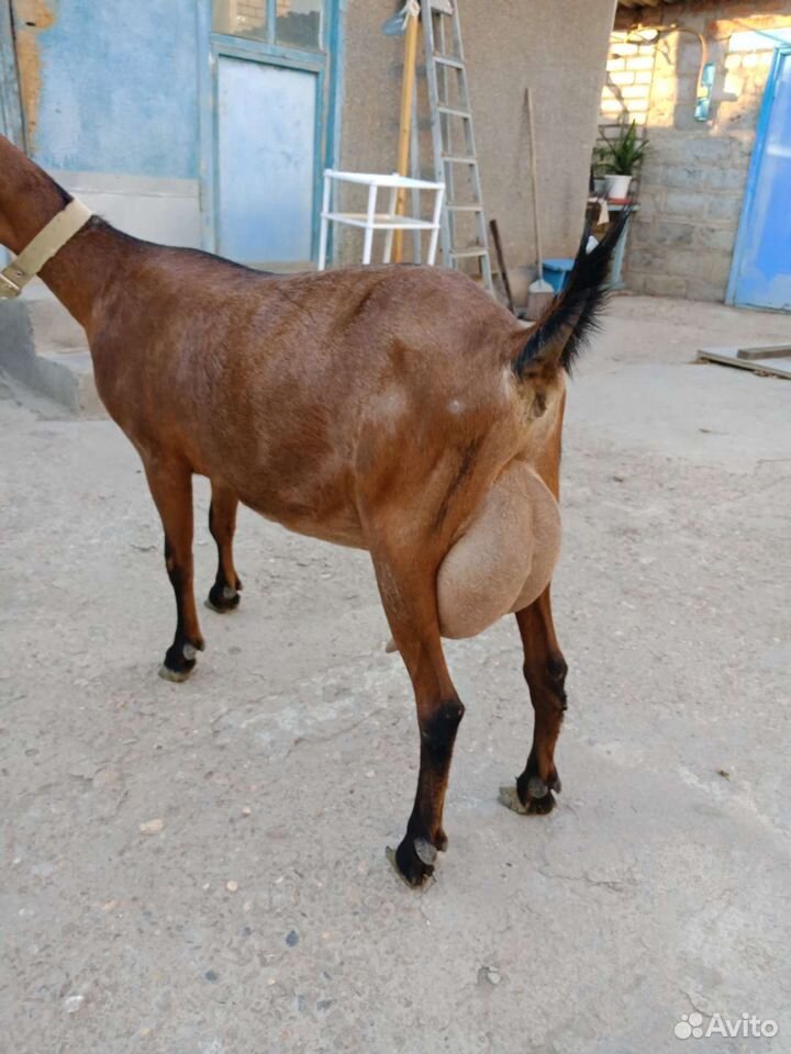 Нубийская коза