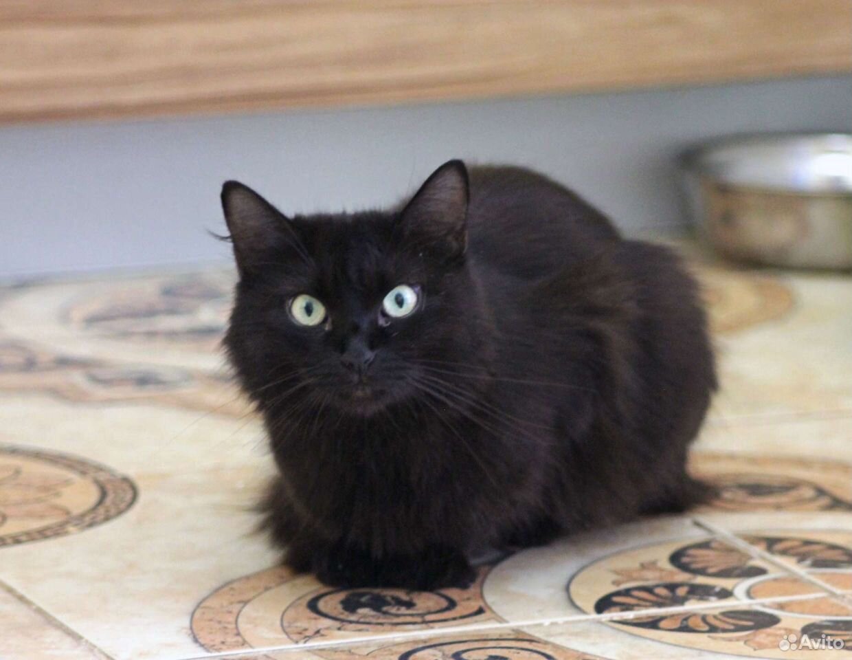 Кошка ищет дом