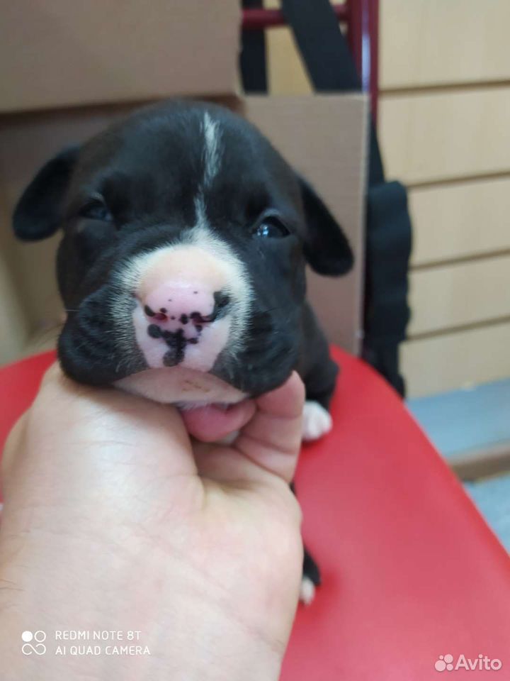 Стаффордширский терьер