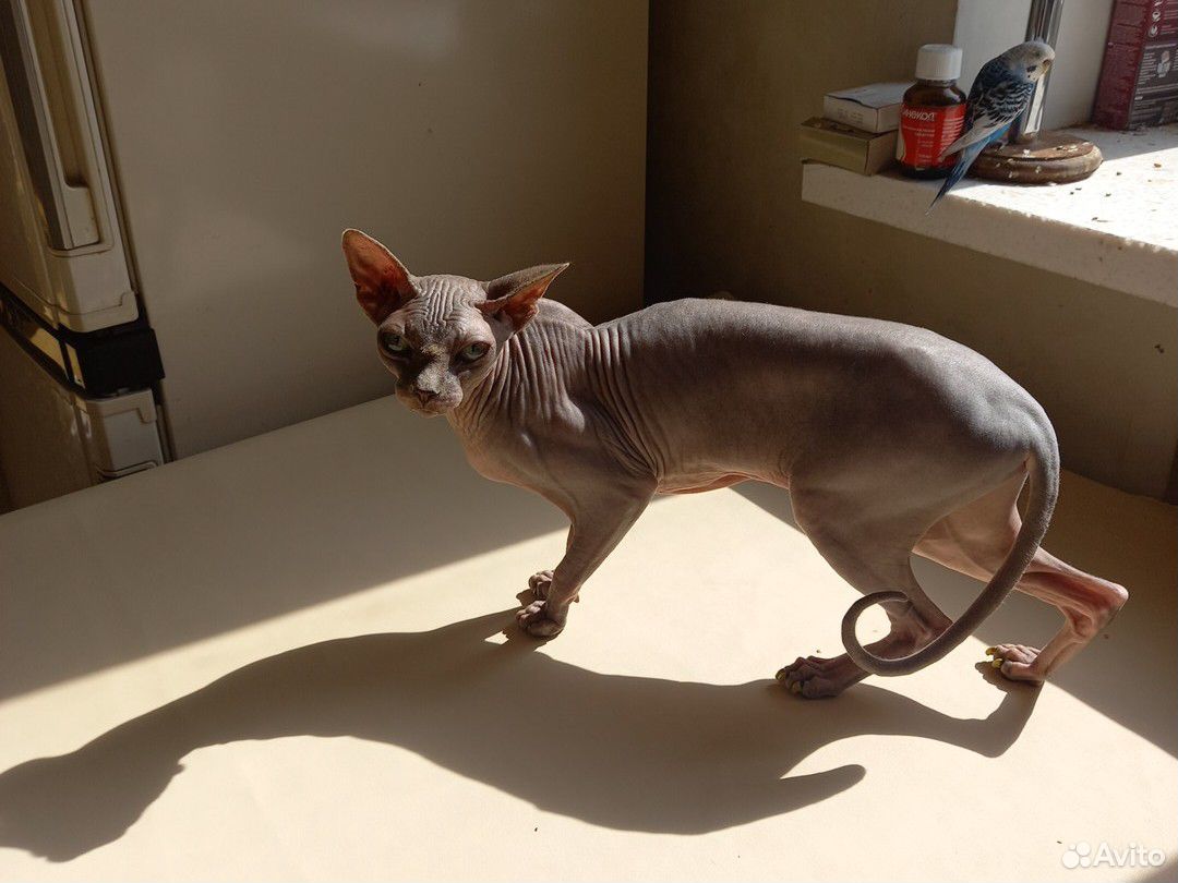 Канадский сфинкс