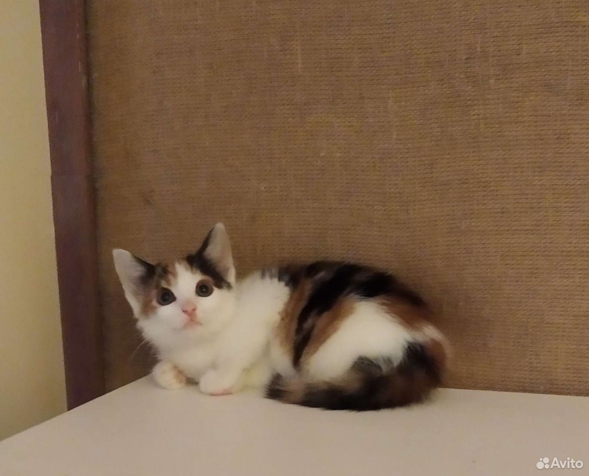 Котенок в добрые руки