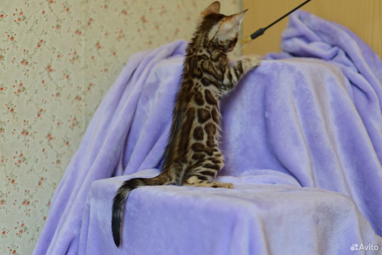 Бенгальская девочка 2 месяца