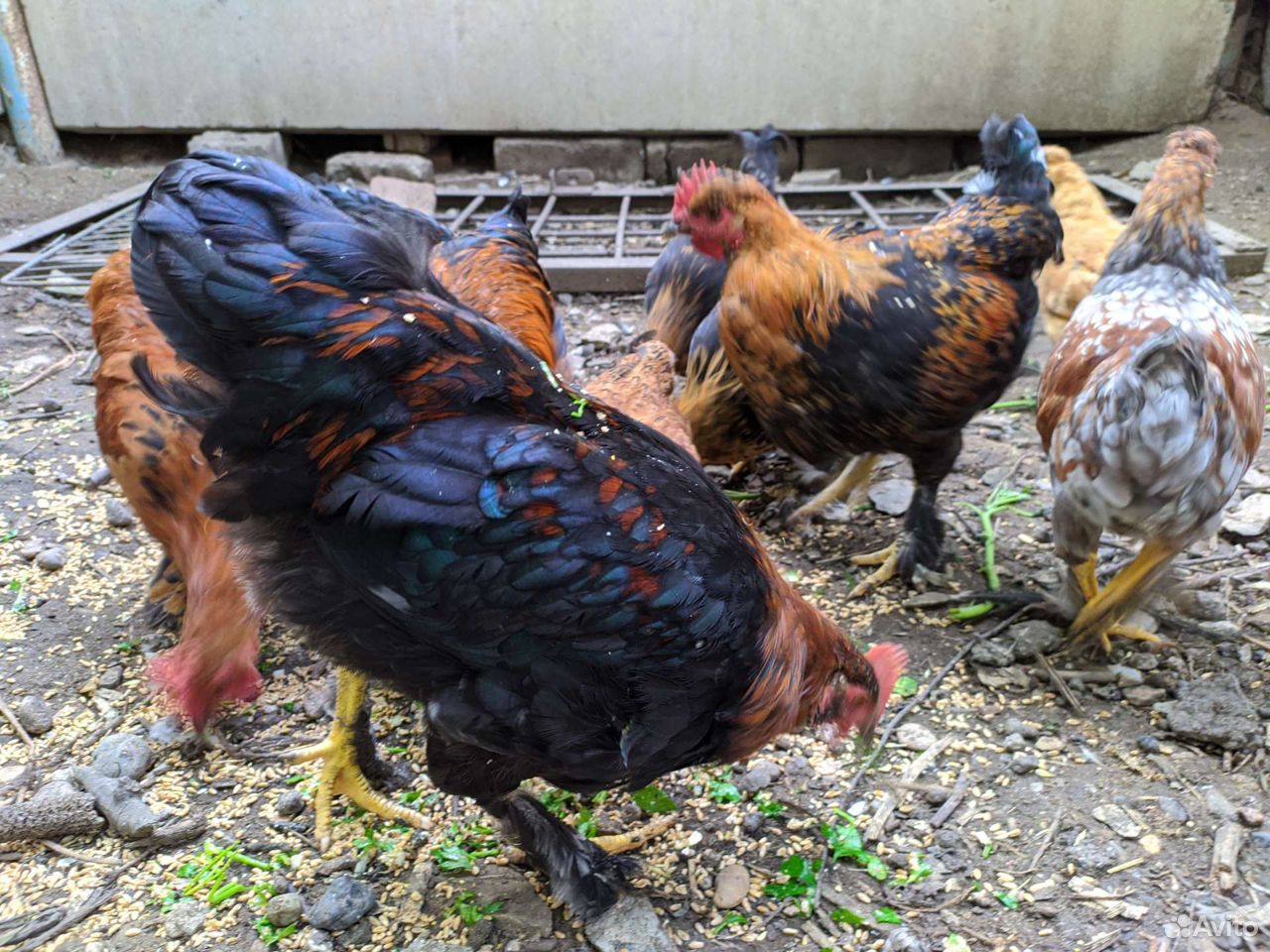 Цыплята подрощенные, Индюшата