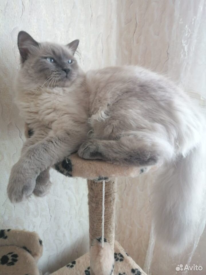 Вязка скотиш хайленд страйт