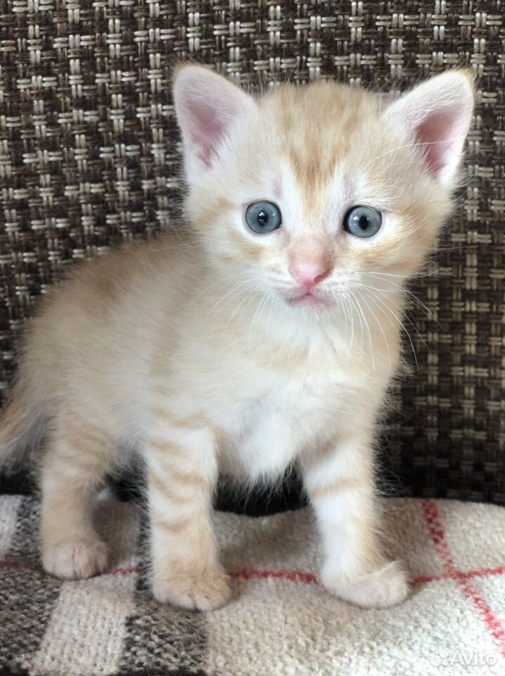 Отдадим котят даром