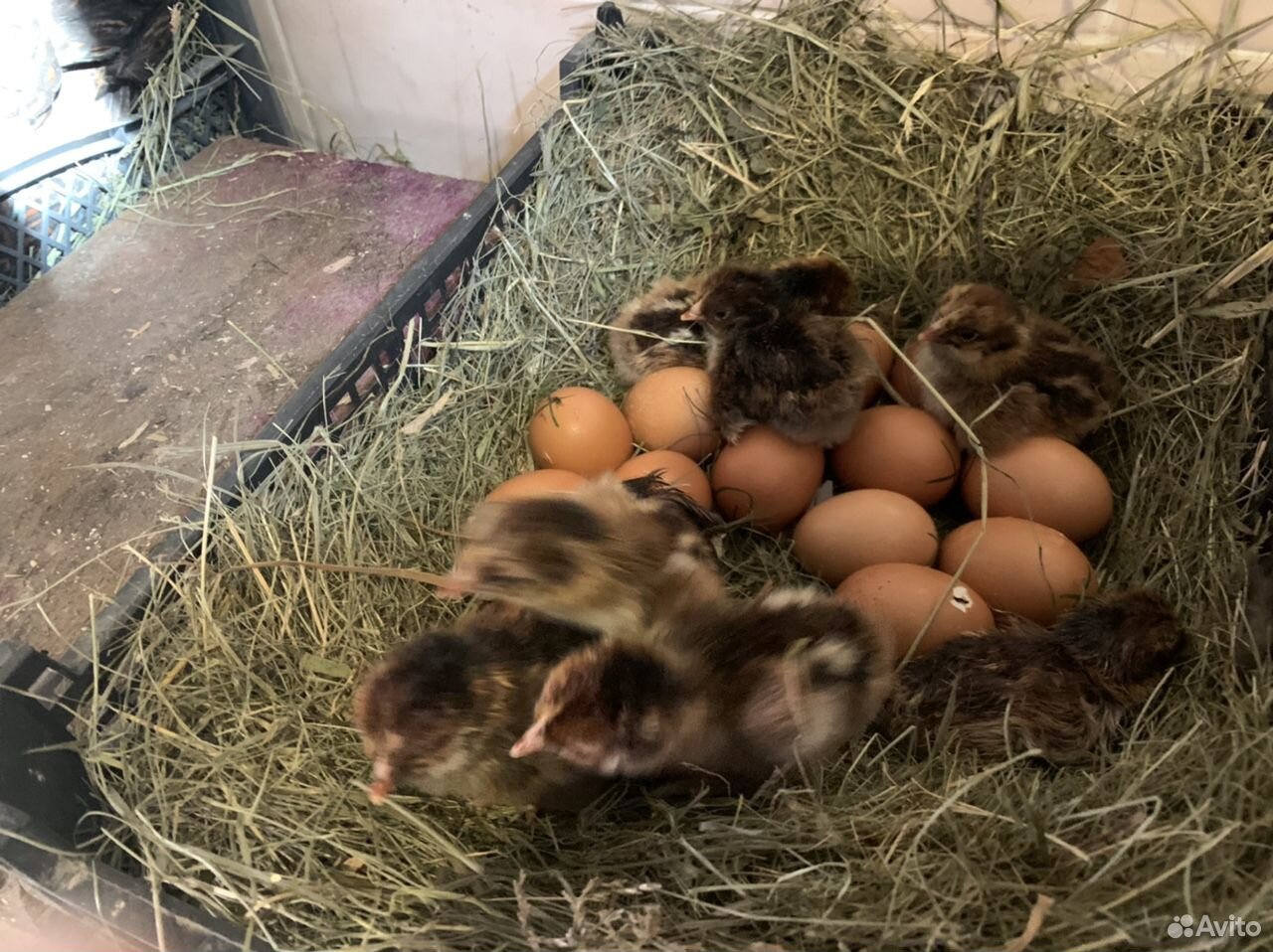 Продам суточных цыплят Барневельдер