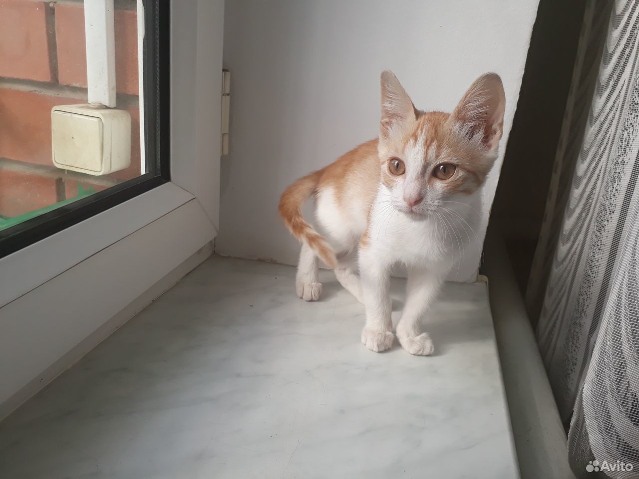 Котенок в добрые руки