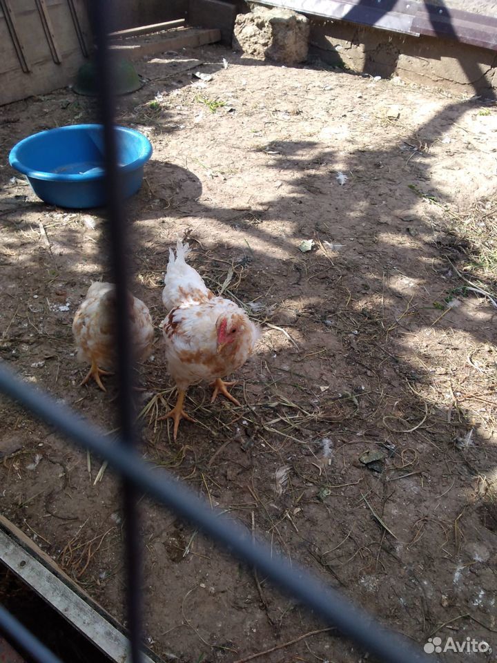 Молодки мини мясные палевые