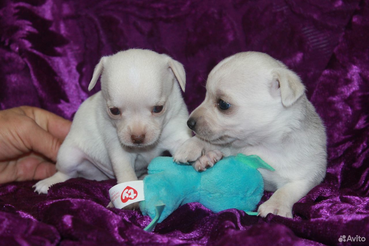 Малыши чишки