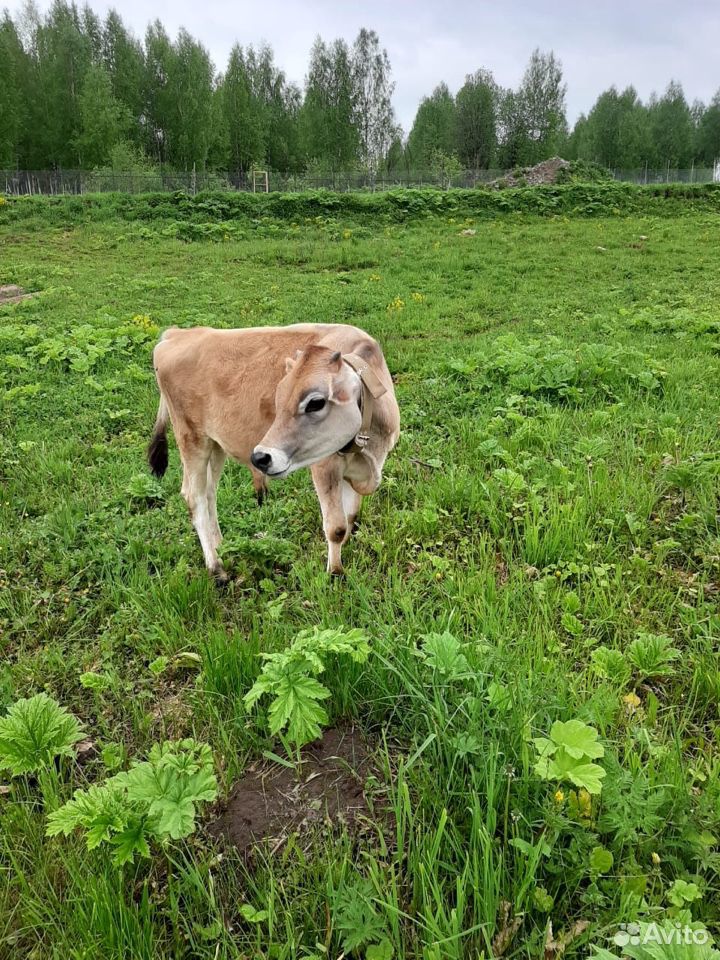 Бычек Джерси