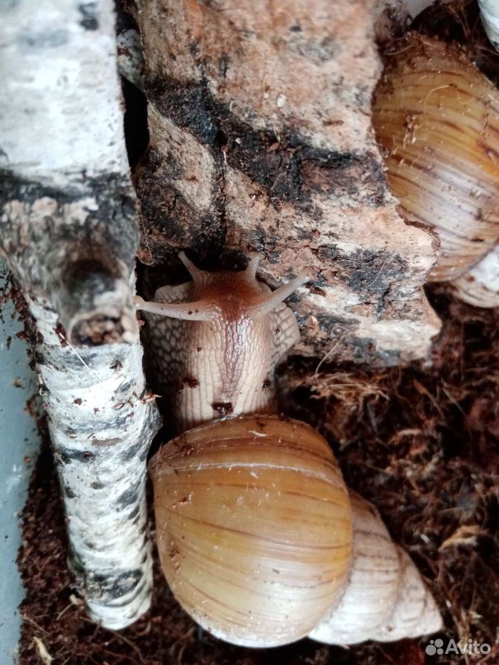 Улитки Кравени