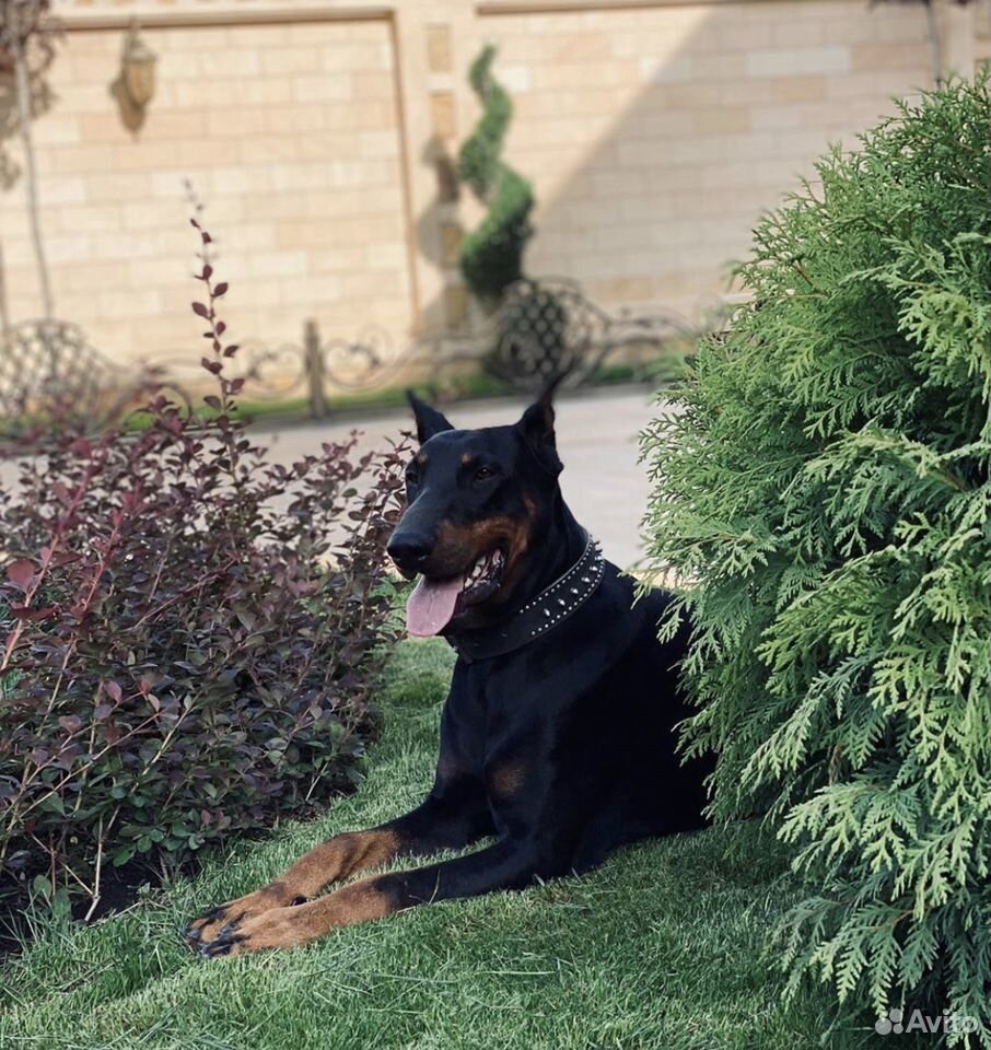 Французская овчарка