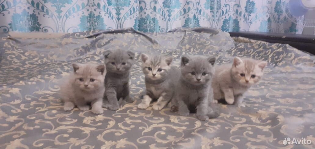 Котята мама шотландская вислоухие папа британец