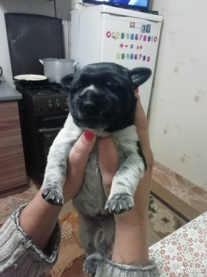 Отдадим щеночка в добрые руки