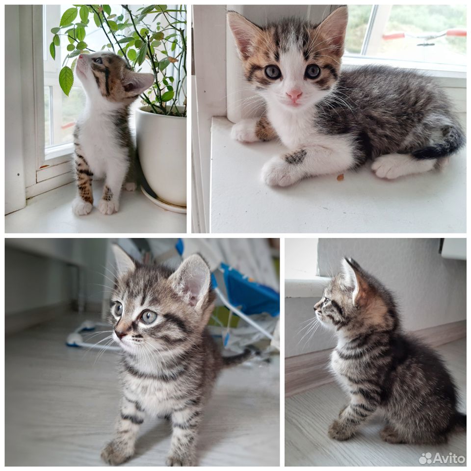 Котята (девочка и мальчик) 1 месяц