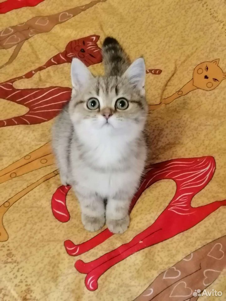 Кот британец золотая шиншилла