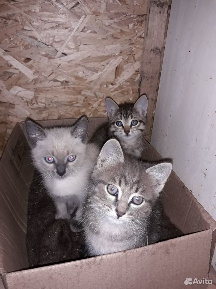 Котята ждут своих хозяев