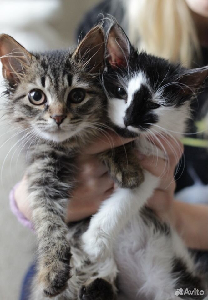 Котята в добрые руки мальчик и девочка 3 месяца
