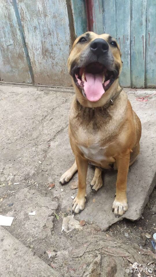 Щенки ам.стафа