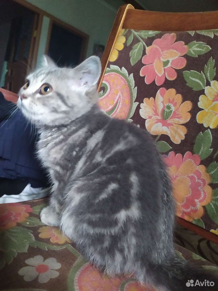 Кошка