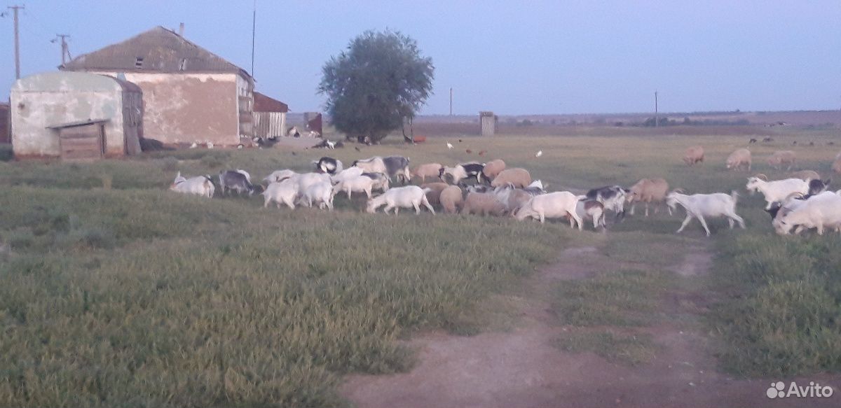 Козы, козлята и козлы