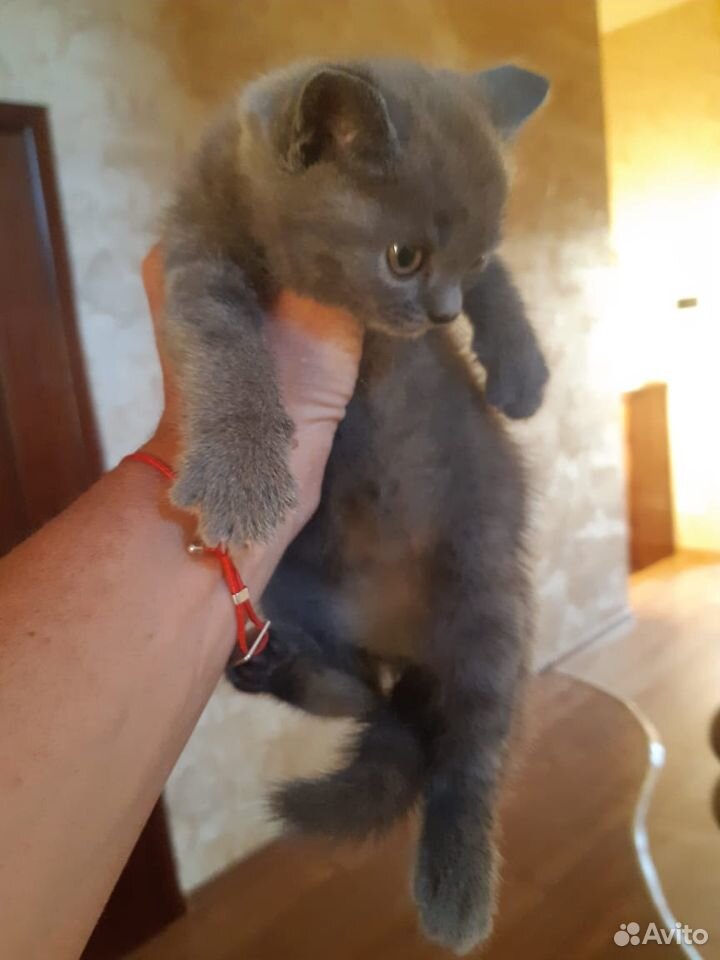 Котенок шотландский прямоухий скоттиш страйт