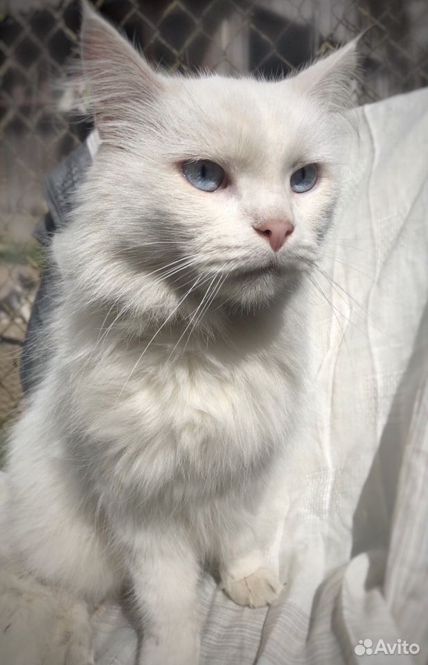 Ангорский кот в добрые руки