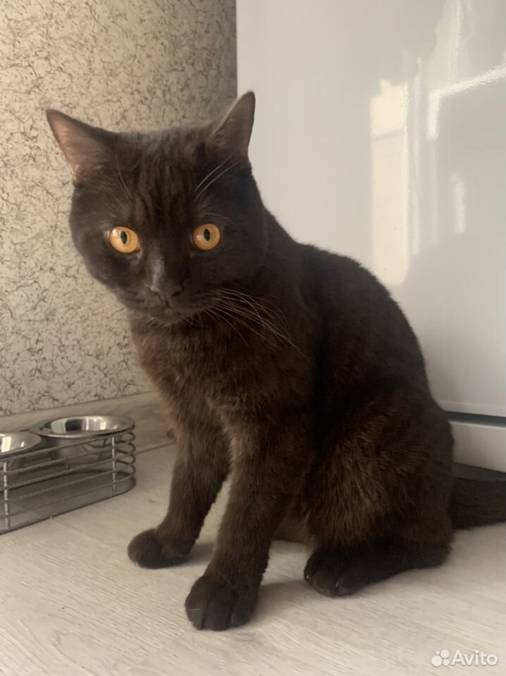 Кот