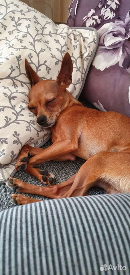 Той-терьер вязка