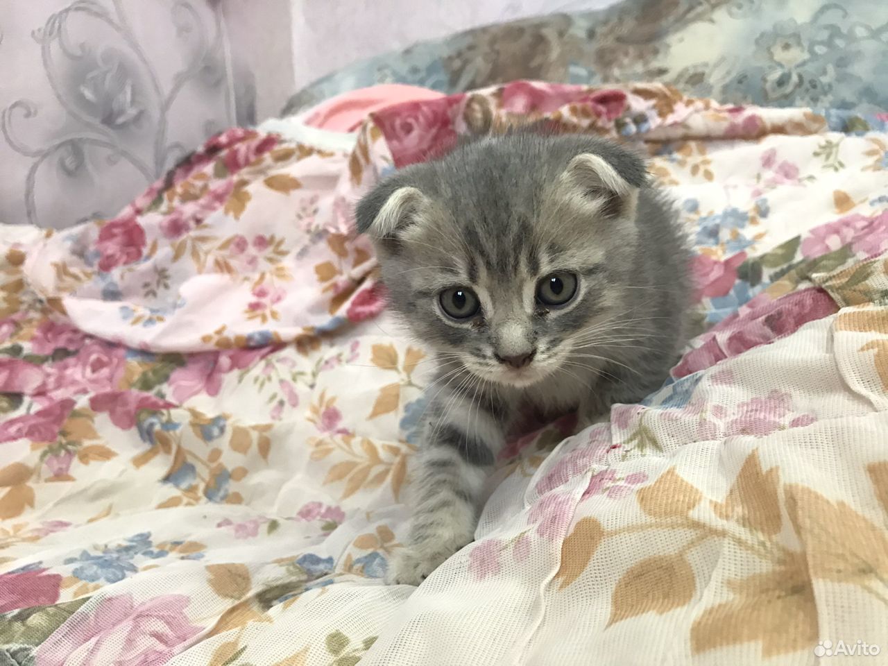 Шотландский котик