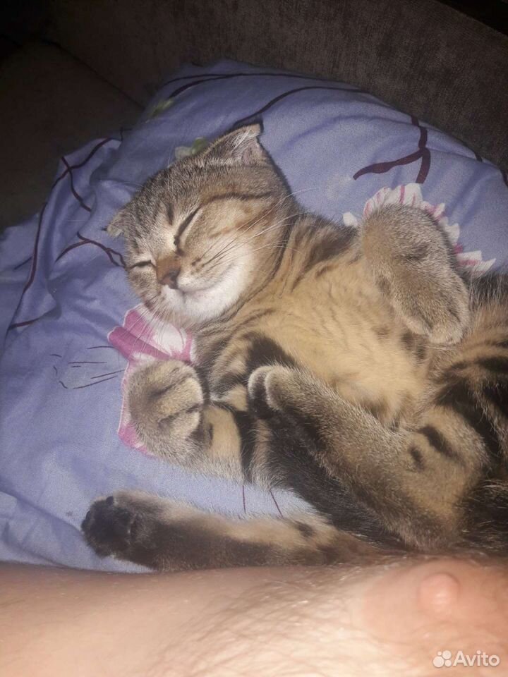 Кошка шотландская вислоухая 4мес
