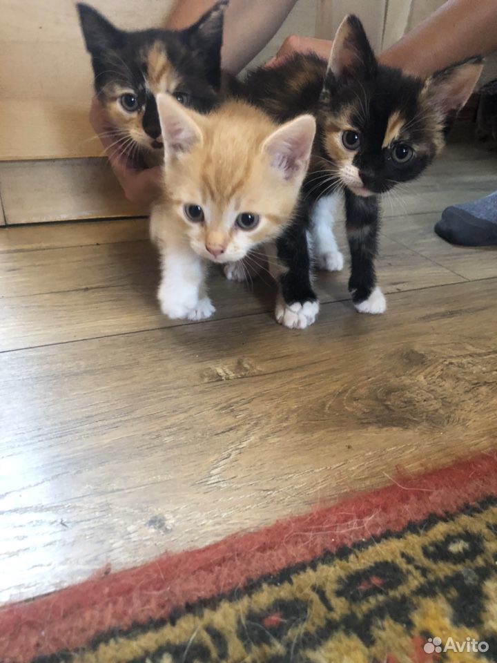 Котята