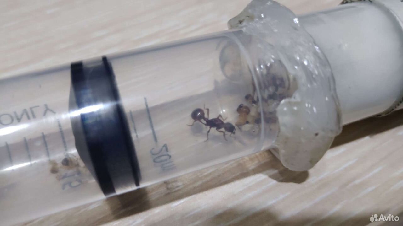 Manica rubida матка муравьев