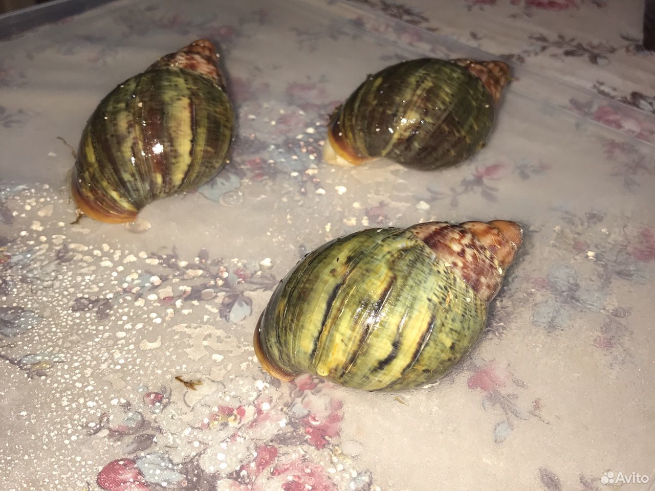 Улитка -Бенин