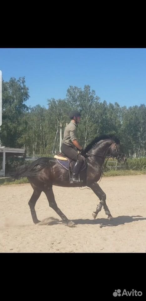 Турнирная лошадь на продажу