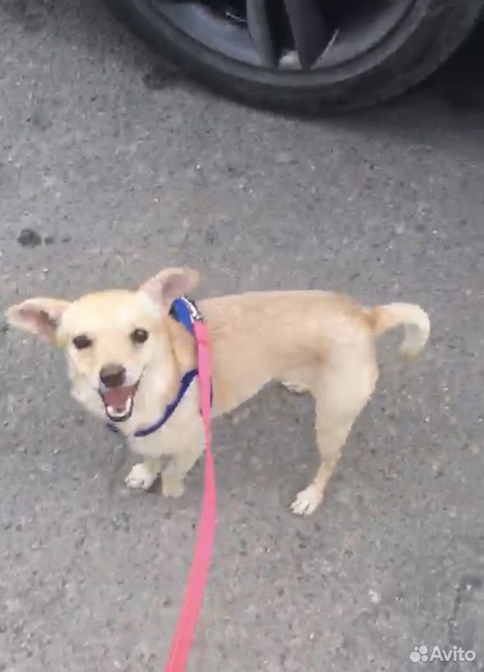 Маленькая собачка в добрые руки