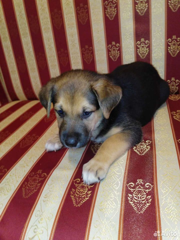 Восточноевропейская овчарка