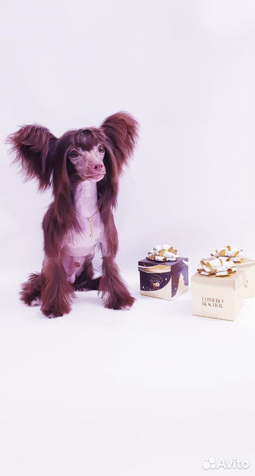 Китайская хохлатая