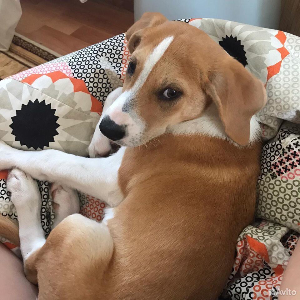 Щенок в добрые руки