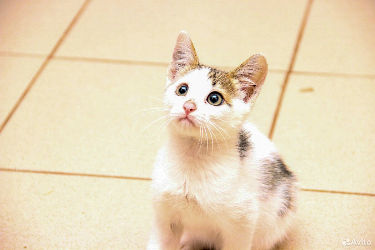 Котенок в дар