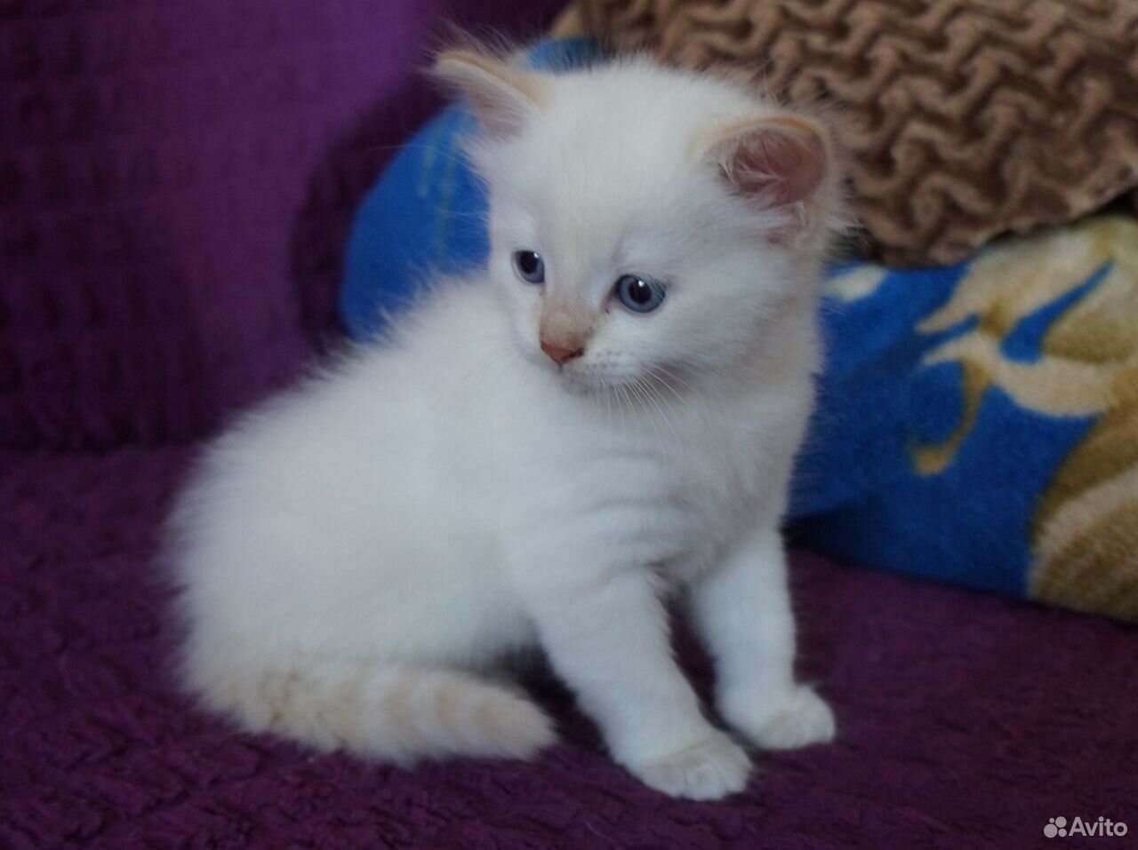 Белоснежный котенок