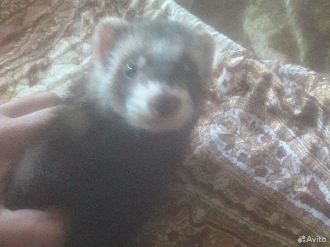 Хорек