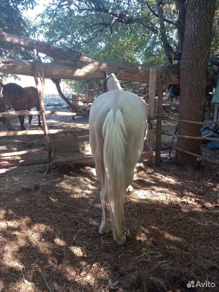 Арабский жеребец