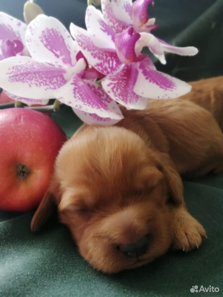 Рыжий Бретонский Бассет