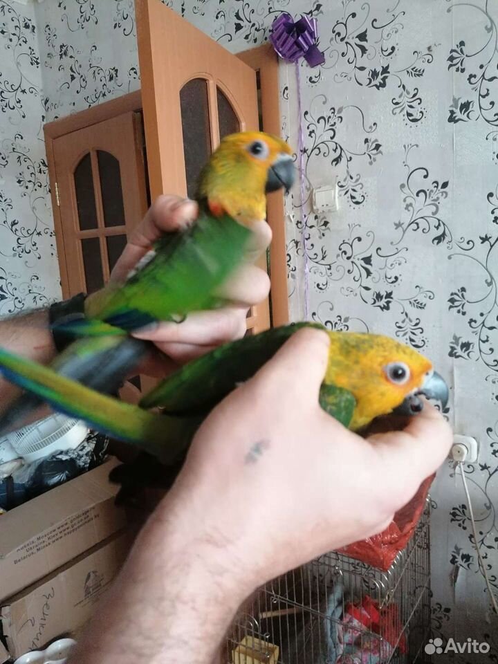 Попугай Аратинга яндайя выкормыши